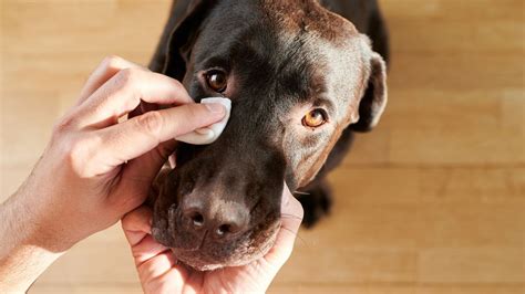How To Clean Dog Eye Boogers Easily Pro Tips Puplore