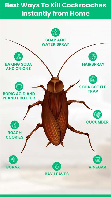 What Plants Kill Cockroaches At Tamara Ruby Blog