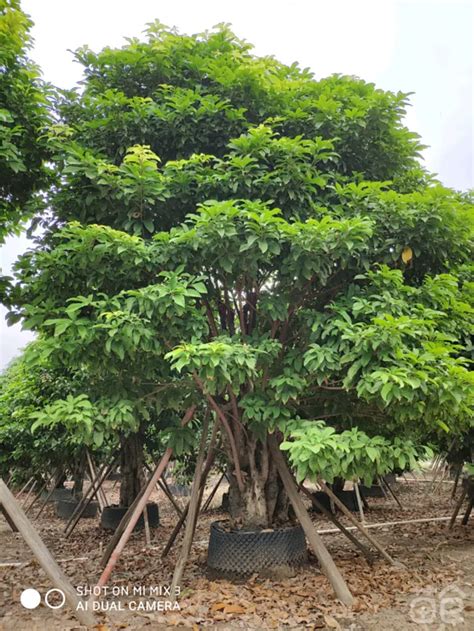 丛生玉蕊 花瓣网