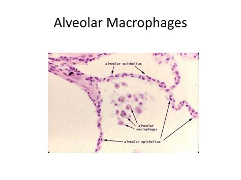 Ppt Histology For Pathology Respiratory System Powerpoint