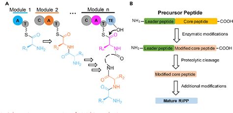 Figure 2 From Biocatalytic Synthesis Of Peptidic Natural Products And