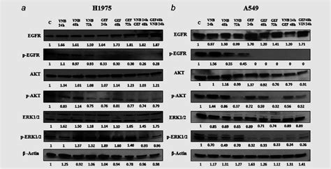 Western Blot Analyses Of Egfr And Downstream Signaling Pathway