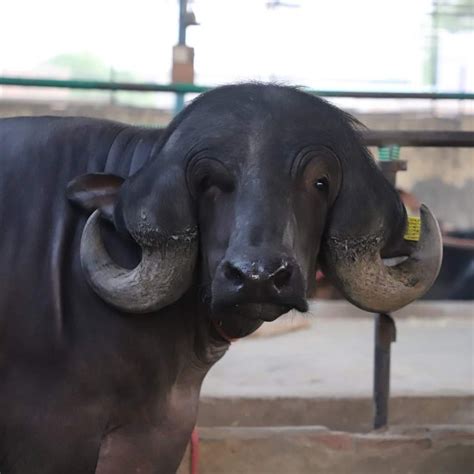 Lakshmi Dairy Farm Ldf कल सिकंदर की कट्टी की Video डाली पसंद की