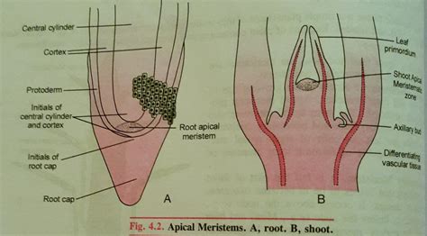 Szimf Nia Toll Szok Sos Root Apical Meristem Sz M T S Paradicsom Minim Lis