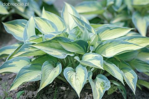 Szkółka Bylin Dobrepole Hosta June Funkia Ogrodowa