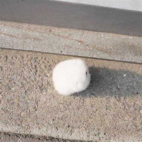 익스트림무비 길가에 있는 하얀 털뭉치