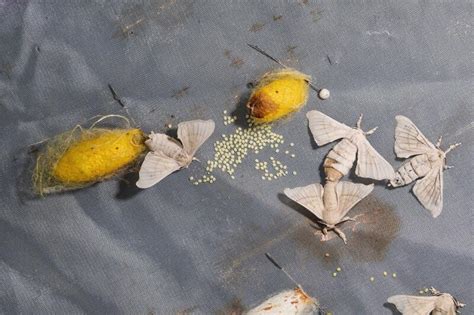 Xenocs On Linkedin Protein Fibers Crystalline Structure Determined With Waxs