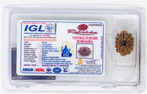 Rudraksha 15 Mukhi Face With Certificate Mini Mela T Shop