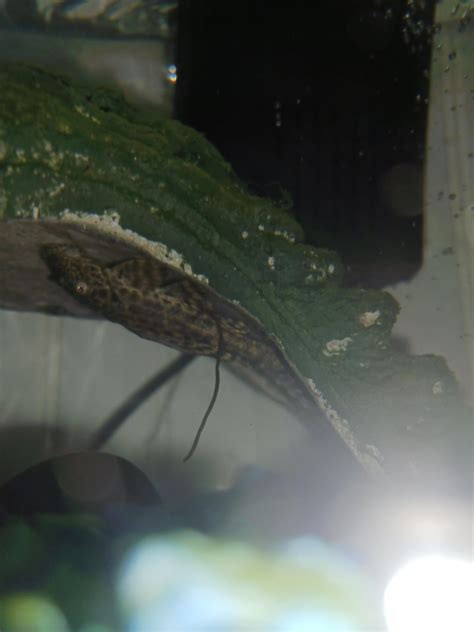 Common Pleco R Pleco