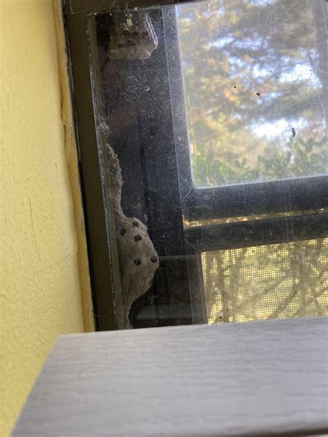 Oh Is That A Wasp Nest In My Window How Fun Wellthatsucks Oh Is That A Wasp Nest In My Window How Fun Wellthatsucks