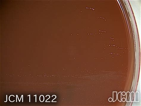 Jcm 11022 Jcm Catalogue