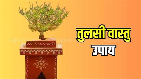 Vastu Tips For Tulsi भूलकर भी इस समय न करें तुलसी का स्पर्श घर से लौट