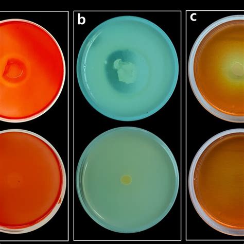 Swimming And Swarming Evaluation Of Selected Bacteria Each Bacterium Download Scientific