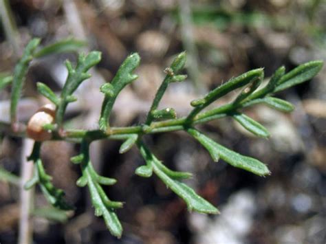 Foto De Pterocephalus Intermedius Pycnocomon Intermedium