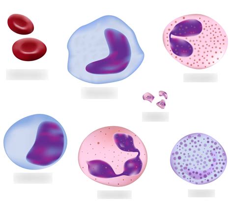 Blood Diagram Quizlet