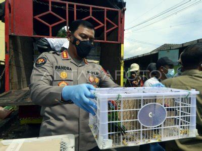 UNGKAP KASUS PENYELUNDUPAN SATWA DILINDUNGI ANTARA Foto