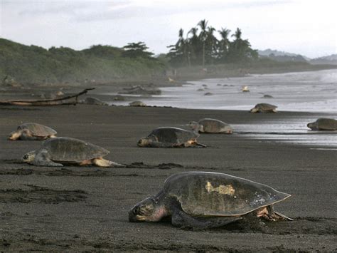 Turtle Conservationist Shot Dead By Poachers On Costa Rica Beach