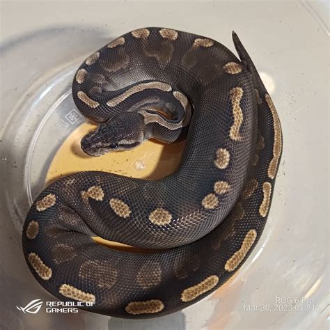 So Far Growing Up Well Ball Pythons Morphmarket Reptile Community