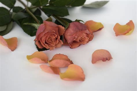 무료 이미지 손 자연 꽃잎 꽃다발 장미 꽃 주황색 식품 봄 녹색 빨간 생기게 하다 담홍색 고맙습니다 꽃들 쾌활한 오르간 쿠폰 꽃 피는 식물