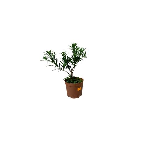 Podocarpus Macrophyllus Yew Pine