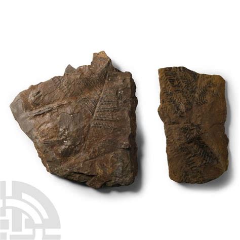 Natural History Fossil Permian Plants And Ferns On Matrix