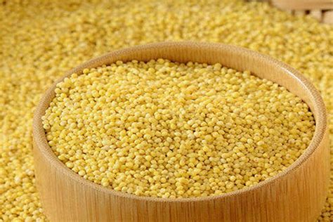 Foxtail Millet Rice Nature Choice Enterprises