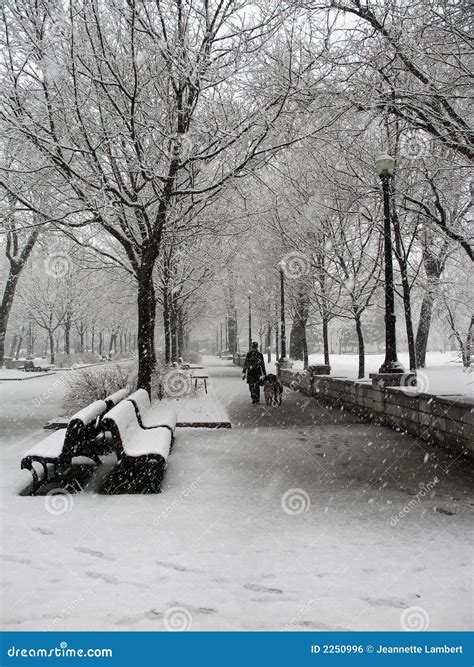 Snowstorm In Park In Montreal Stock Photo Image Of Season White 2250996
