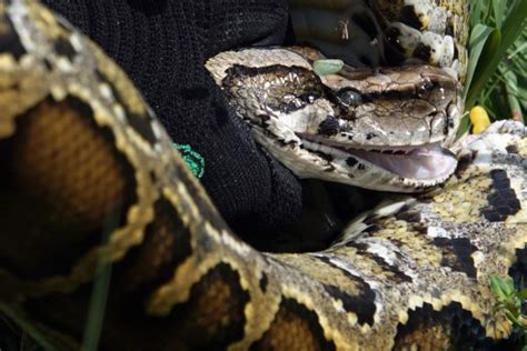 Python hunters look ahead to this year's annual challenge