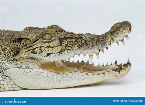 Cocodrilo De Agua Salada Crocodylus Porosus Aislado En Fondo Blanco