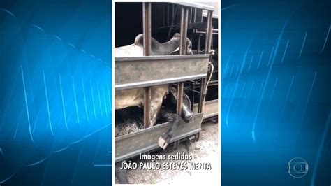 Carreta de gado tomba e provoca congestionamento na BR 381 na Região