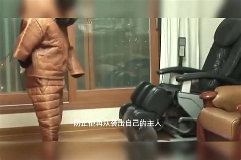 无毛猫性情大变，每天攻击主人，全靠黑猫出手保护！全靠主人攻击