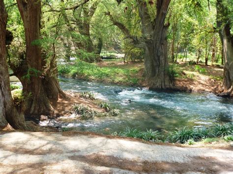 Cuál Es El Origen Del árbol Ahuehuete Que Será Plantado En Glorieta De