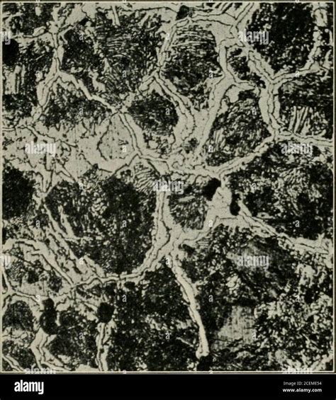 Transactions Fig 53 X 50etching Reagent 5 Per Cent Nitric Acid