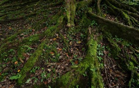 Cecilia Paredes Echo Fine Arts