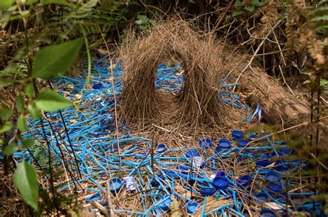 Bower Bird Nest Raustralianbirds