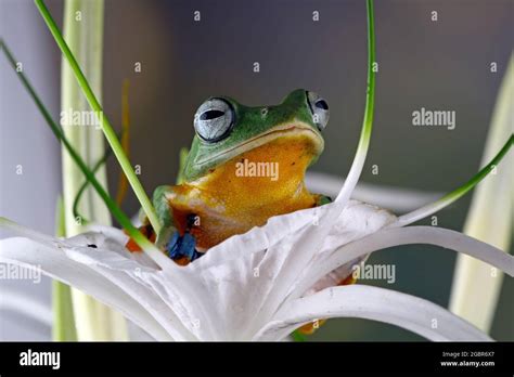 Tree Frog On Flower Stock Photo Alamy