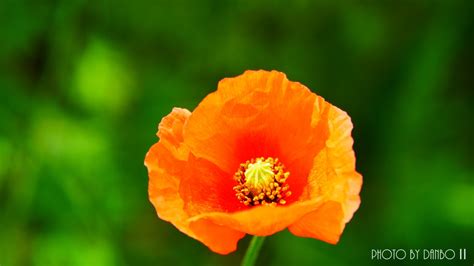 繁栄の花 5 by DANBO 二世 ID6749131 写真共有サイト PHOTOHITO