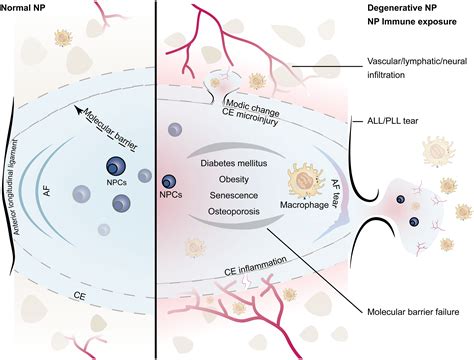 Frontiers Immune Exposure How Macrophages Interact With 51 Off