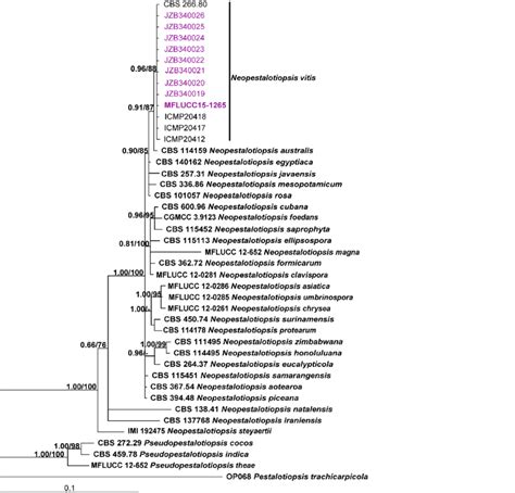 Phylogram Generated From Bayesian Analysis With Corresponding Posterior