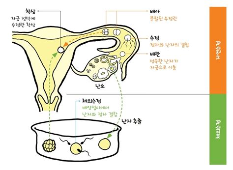 불임의 희망이 된 체외수정과 시험관 아기 — Synthesis Based Biofusion Technology Lab