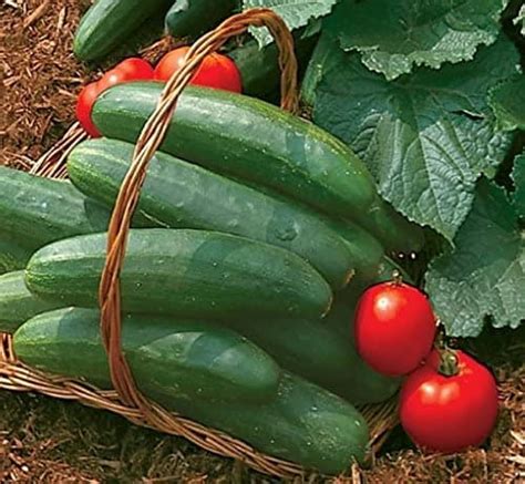 Growing Dwc Cucumbers
