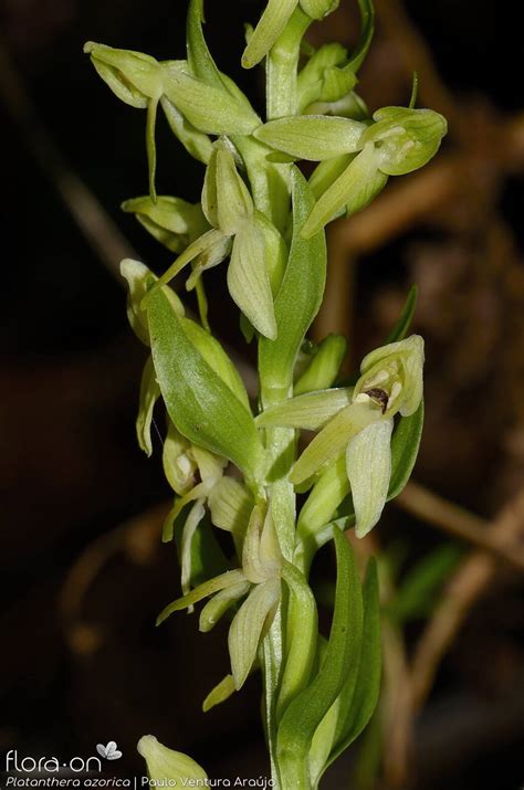 Platanthera Azorica Flora On Açores