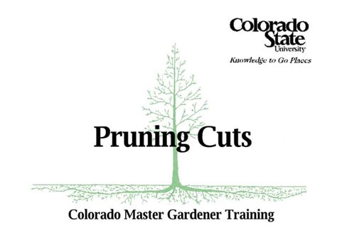 4a Basic Pruning Cuts And Codit Ppt