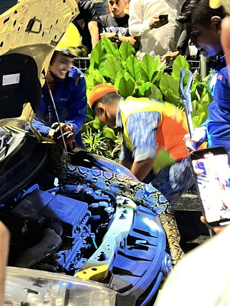 myvi with python power m sians stunned to see giant reptile inside