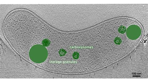 Storage Granules Definition Structure Functions Biology Notes Online