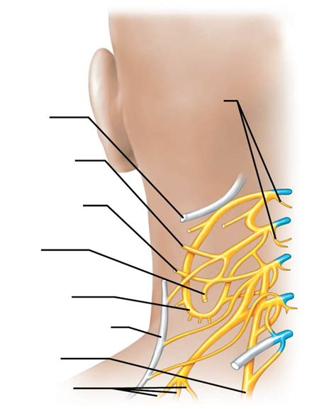 Cervical Plexus Diagram Quizlet