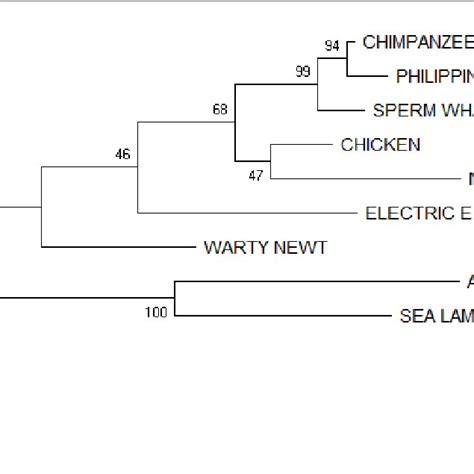 Phylogenetic Tree Using Maximum Likelihood The Figure Shows The