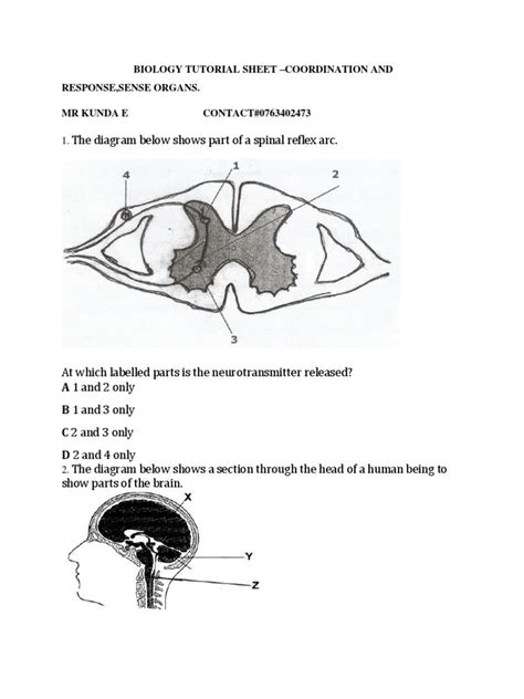 Biology Tutorial Sheet G12 Pdf Pdf Hormone Endocrine System