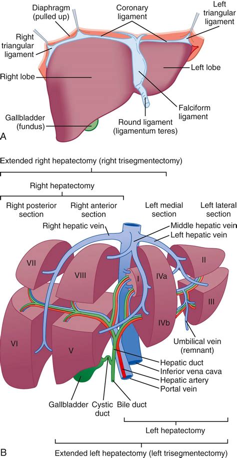 Liver Ligaments And Liver Anatomy Dzed
