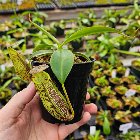 Nepenthes Radiant Sight Vigorous Hybrid Predatory Plants